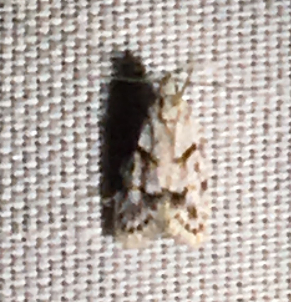 Symmoca signatella (Symmoca signatella) - Picture Insect