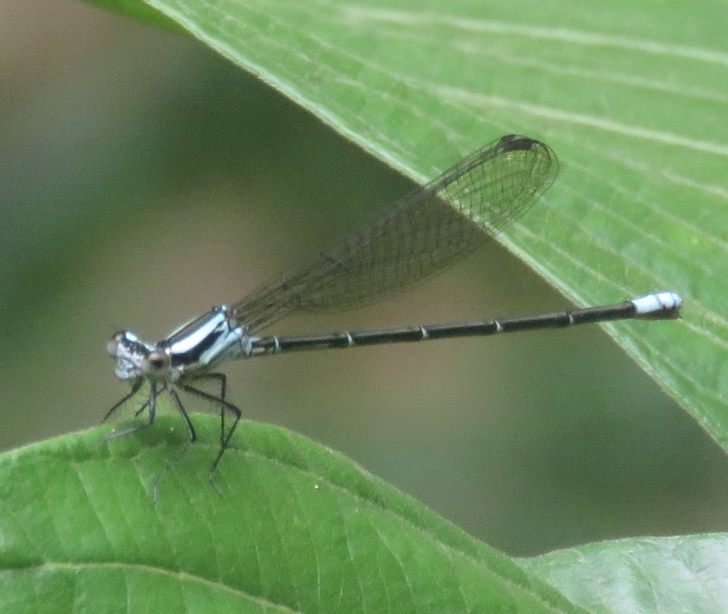 Argia adamsi (Argia adamsi) - Picture Insect