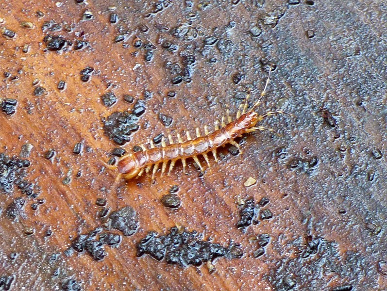 Lithobius variegatus (Lithobius variegatus) - Picture Insect