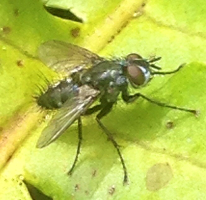 Exorista (Exorista) - Picture Insect