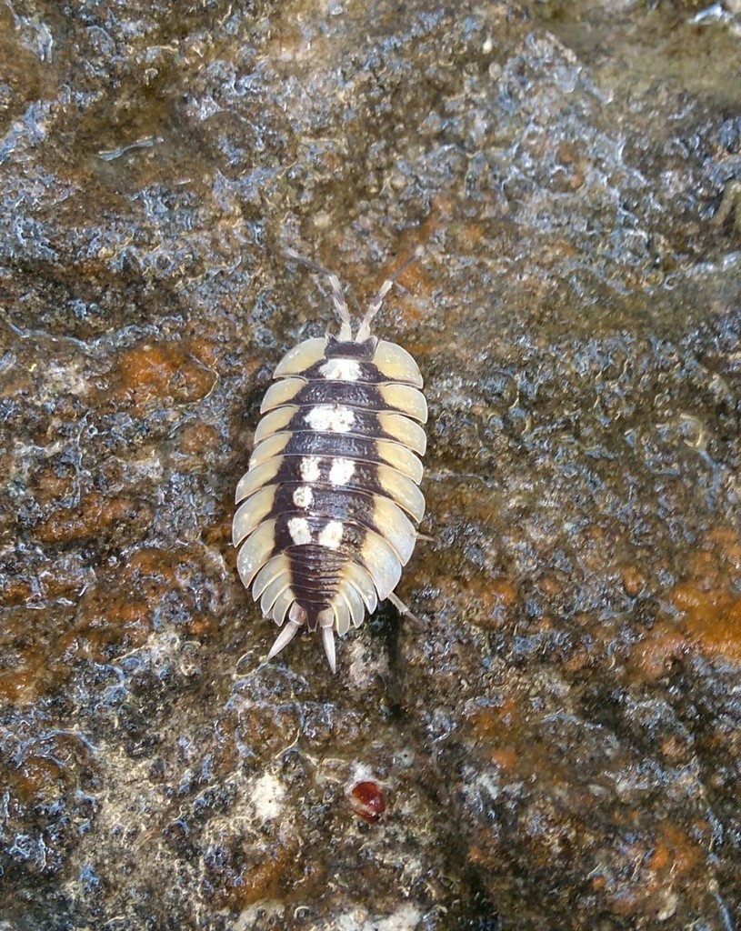 Porcellio expansus (Porcellio expansus) - Picture Insect