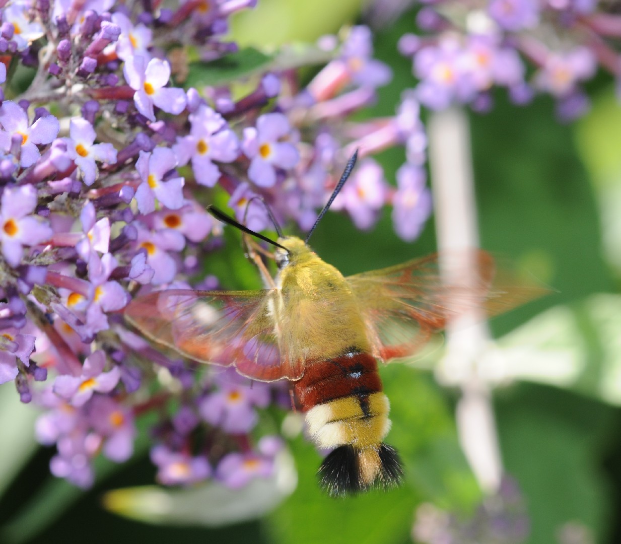 Hemaris fuciformis (Hemaris fuciformis) - Picture Insect
