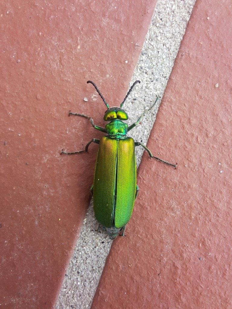 Spanish fly (Lytta vesicatoria) - Picture Insect