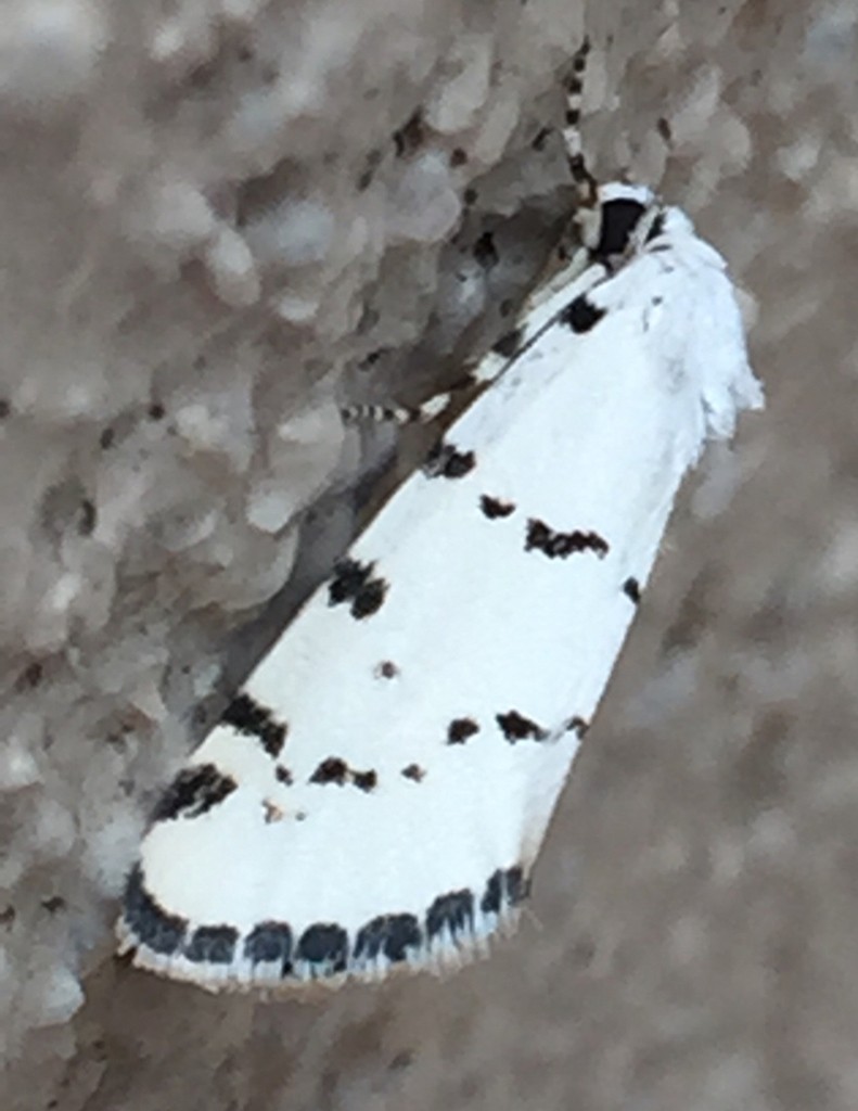 Grotella binda (Grotella binda) - Picture Insect