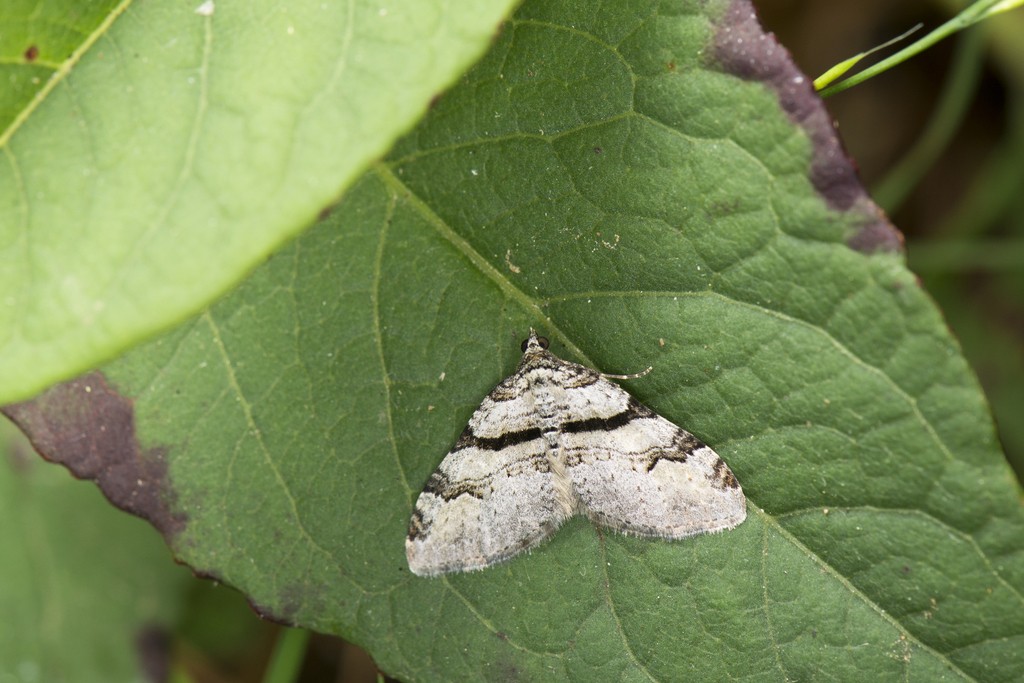 Xanthorhoe mediofascia (Xanthorhoe mediofascia) - Picture Insect