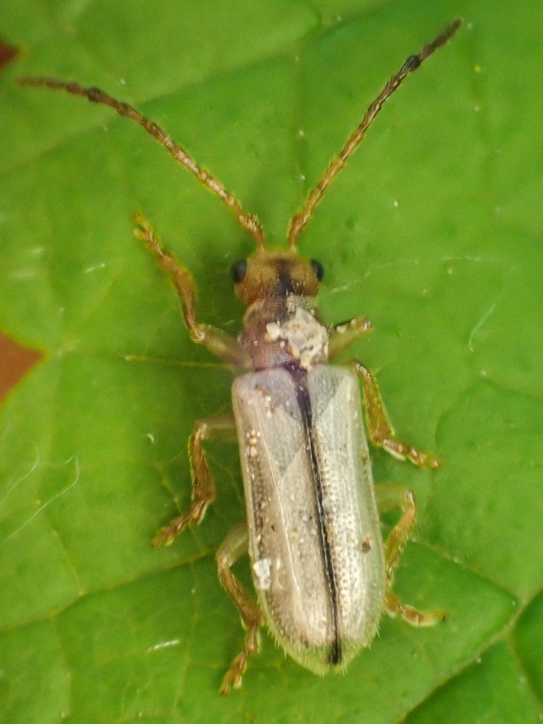 Syneta Albida Syneta Albida Picture Insect