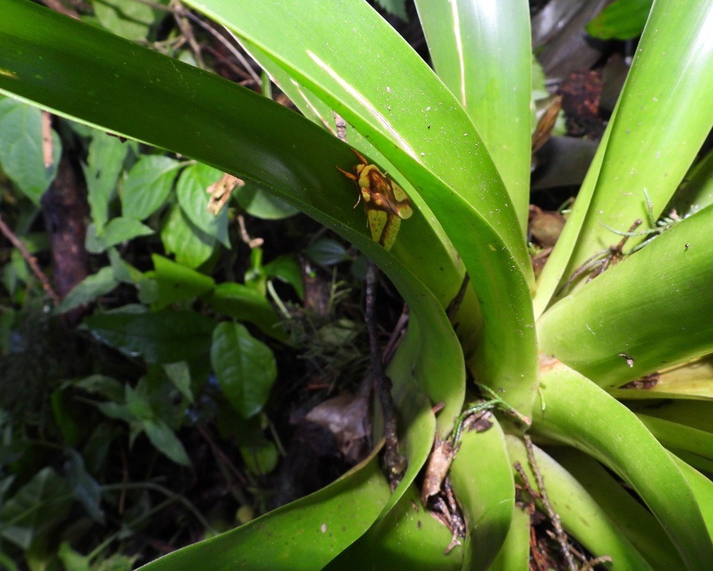 Symphlebia ipsea (Symphlebia ipsea) - Picture Insect