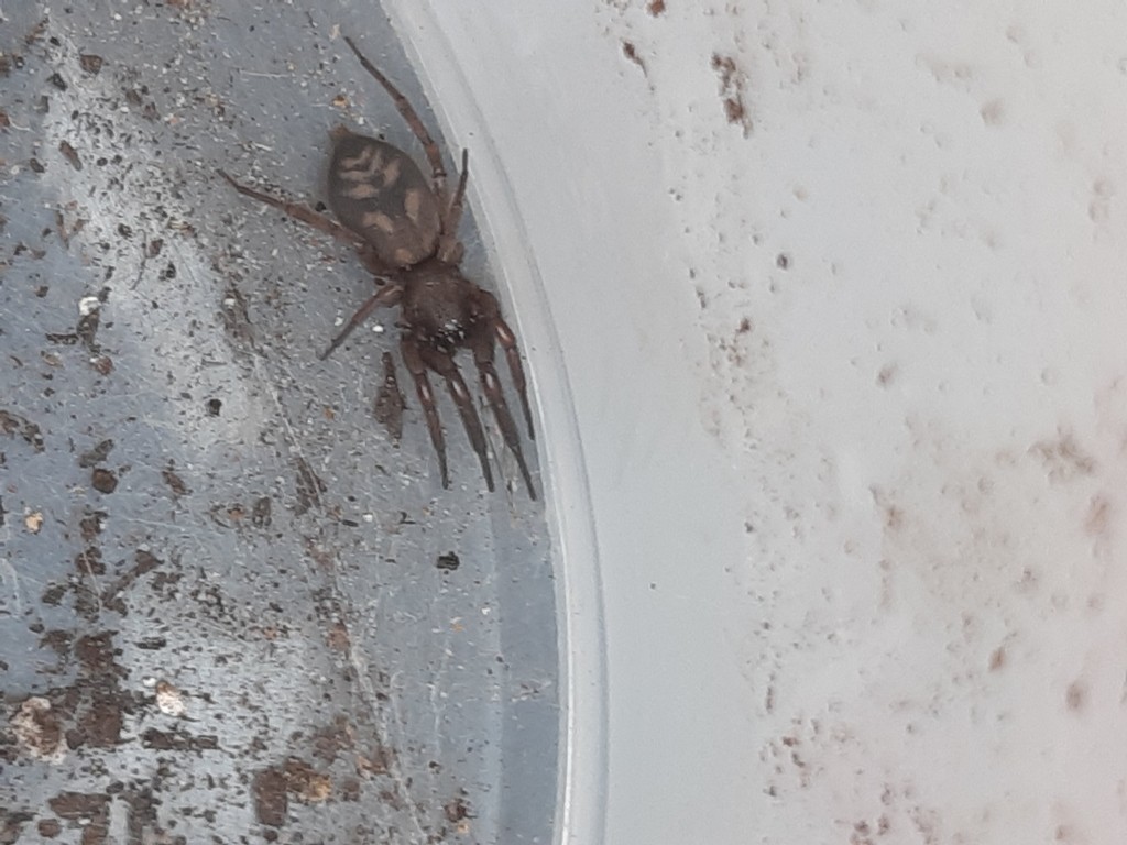 Intruda signata (Intruda signata) - Picture Insect