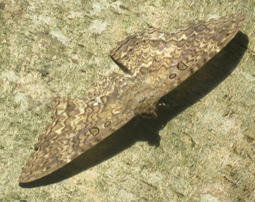 Letis alauda (Letis alauda) - Picture Insect