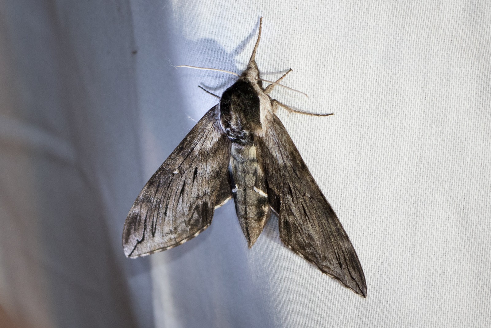 Sphinx poecila (Sphinx poecila) - Picture Insect