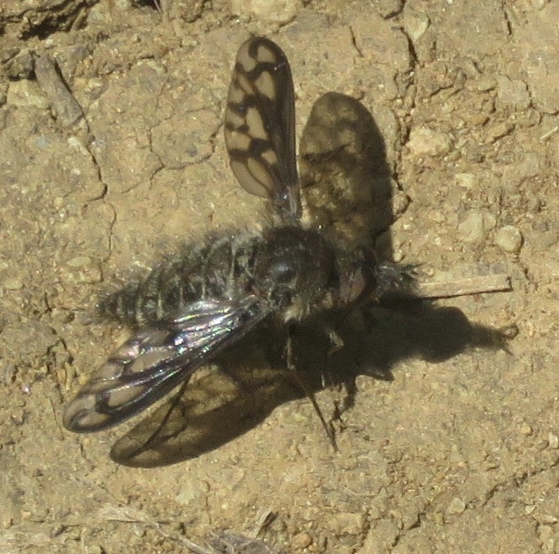 Cone-snout bee fly (Conophorus fenestratus) - Picture Insect
