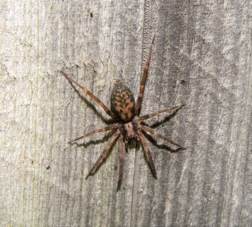 Liocranum rupicola (Liocranum rupicola) - Picture Insect