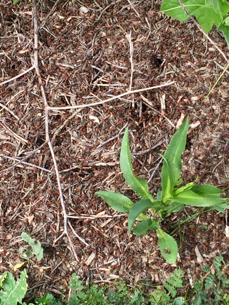 Formica aserva (Formica aserva) - Picture Insect