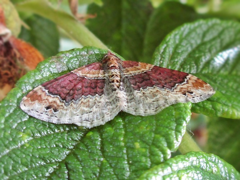 Xanthorhoe (Xanthorhoe) - Picture Insect