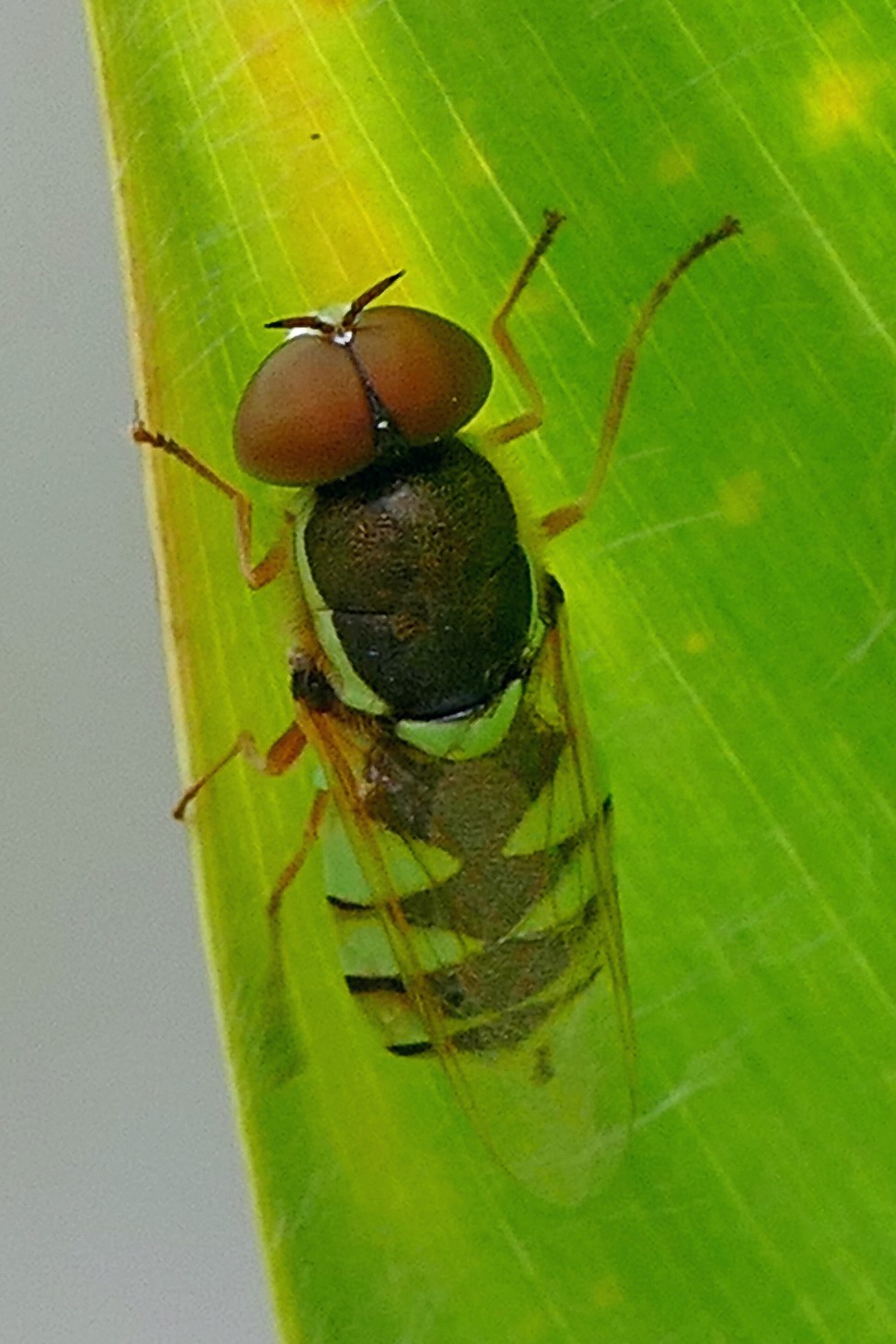 Odontomyia cincta (Odontomyia cincta) - Picture Insect