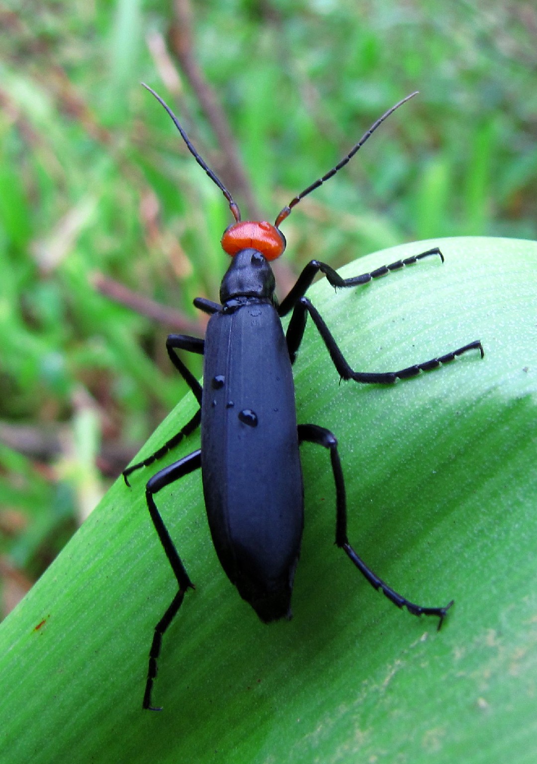 Epicauta hirticornis (Epicauta hirticornis) - Picture Insect