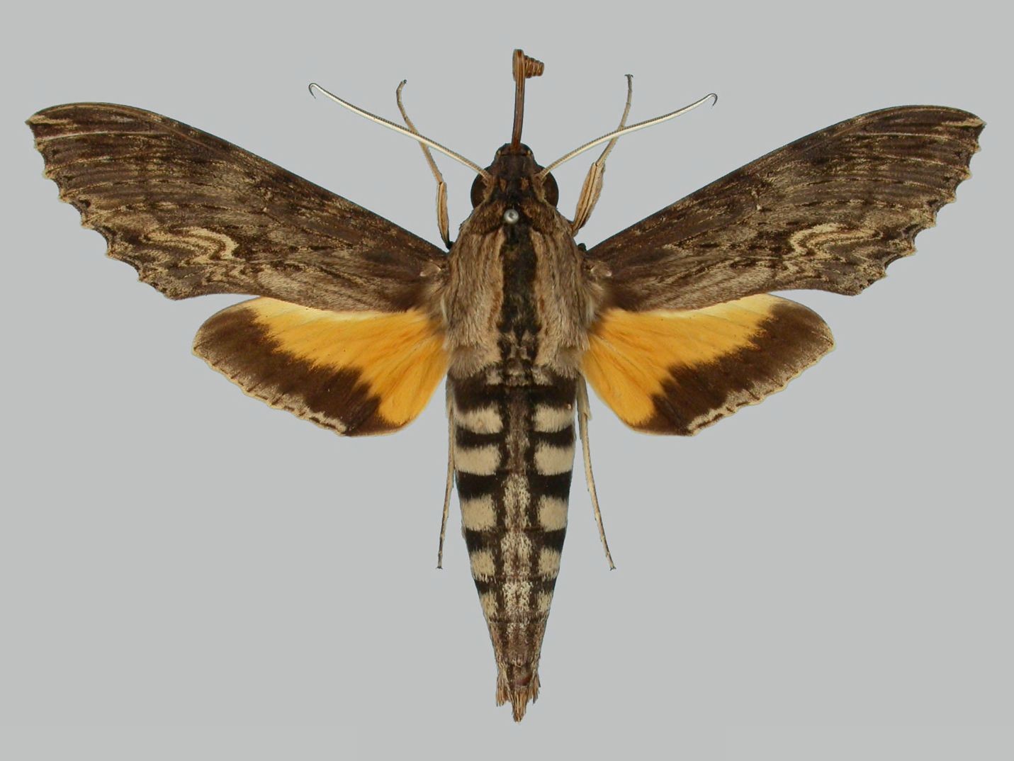 Erinnyis (Erinnyis) - Picture Insect