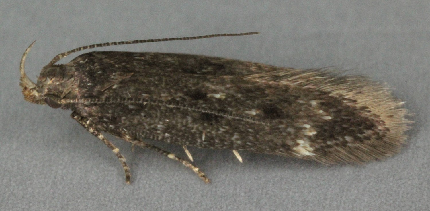 Bryotropha (Bryotropha) - Picture Insect