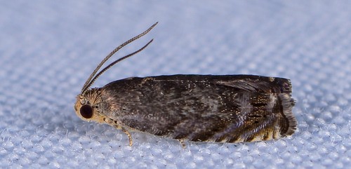 Cydia caryana (Cydia caryana) - Picture Insect