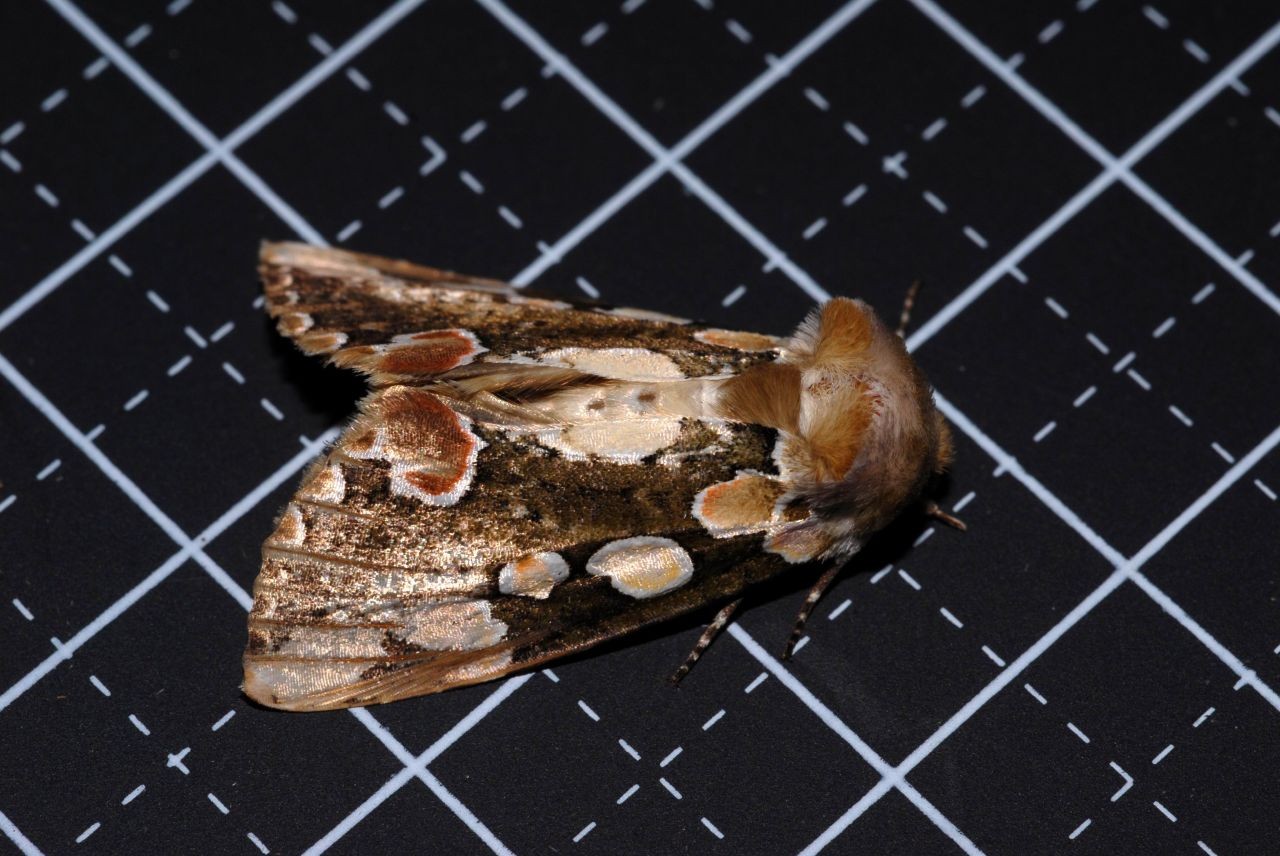 Horithyatira decorata (Horithyatira decorata) - Picture Insect