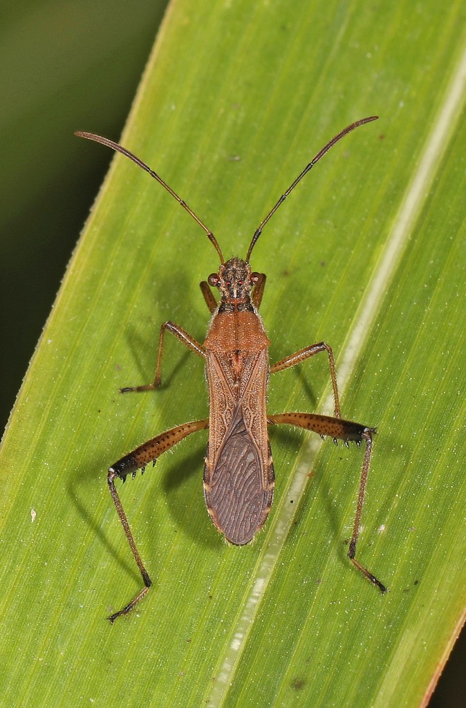 Alydus (Alydus) - Picture Insect