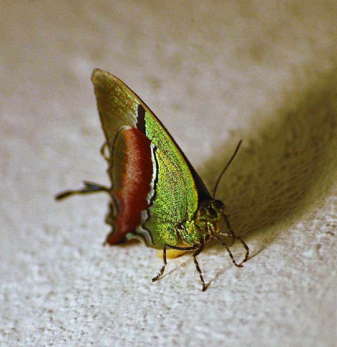 Evenus (Evenus) - Picture Insect