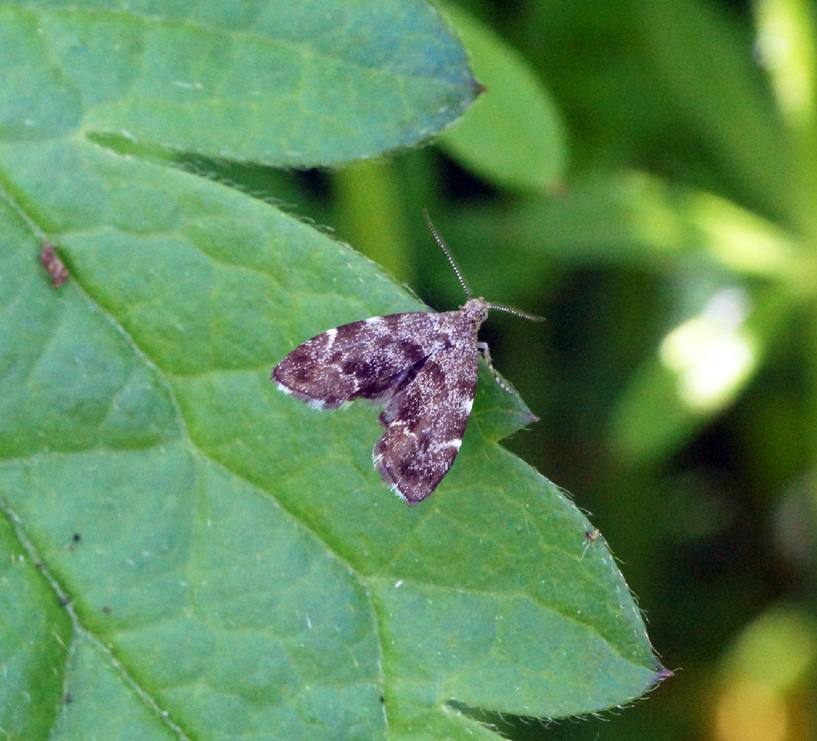 Anthophila fabriciana (Anthophila fabriciana) - Picture Insect