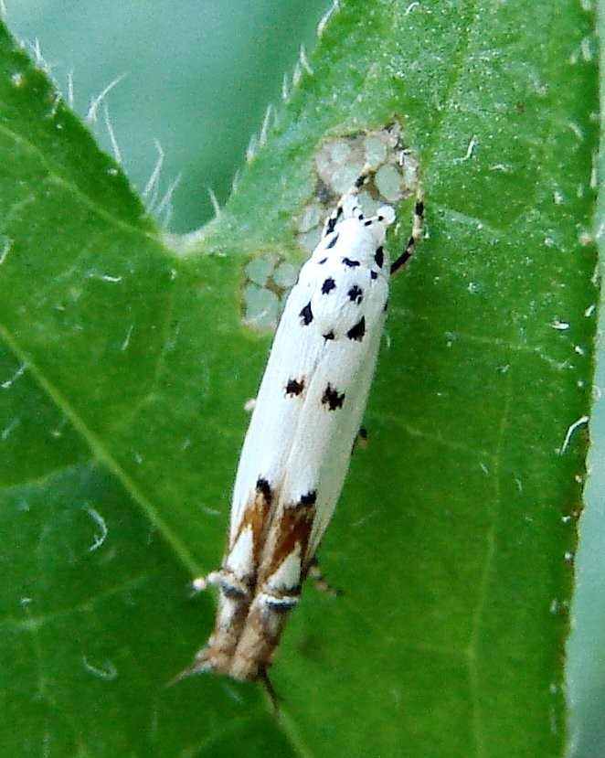 Mompha eloisella (Mompha eloisella) - Picture Insect