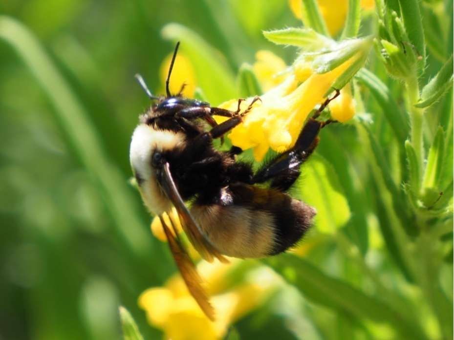 Nevada bumble bee How to identify it? - Picture Insect