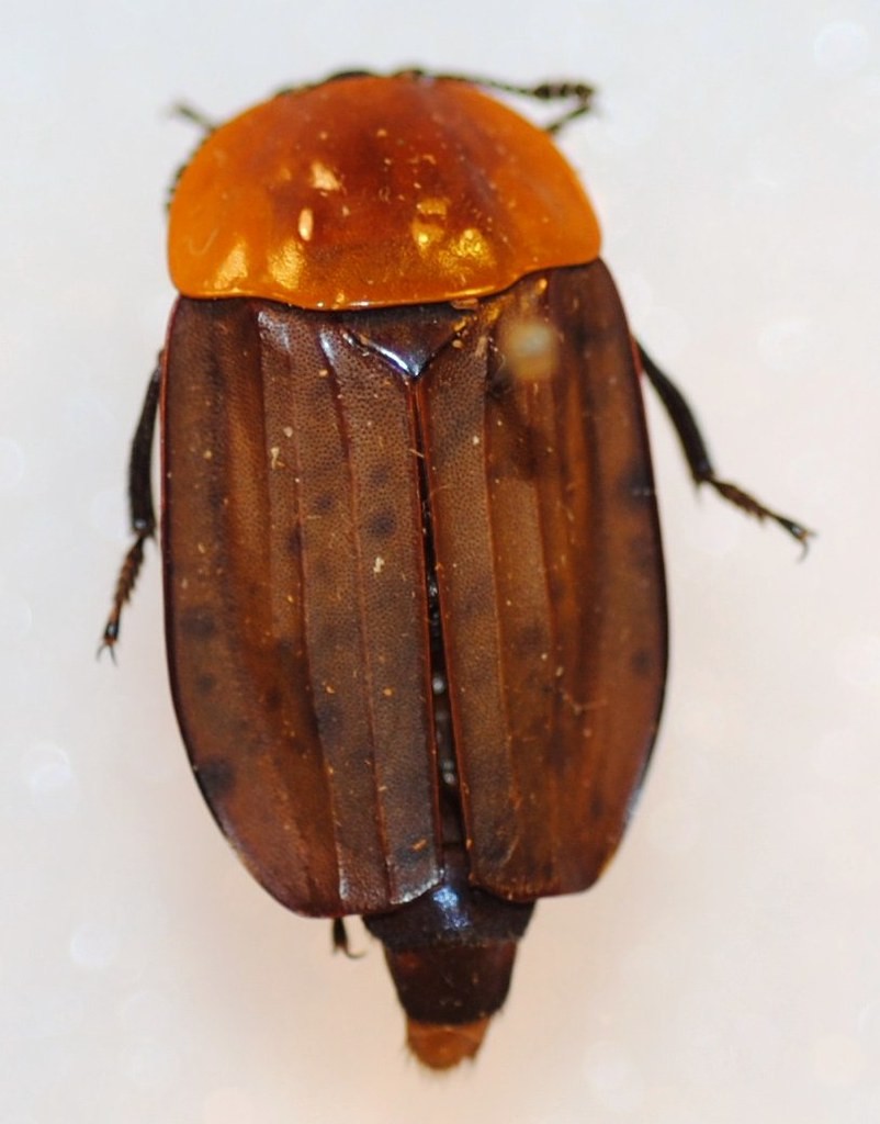 Necrophila brunnicollis (Necrophila brunnicollis) - Picture Insect