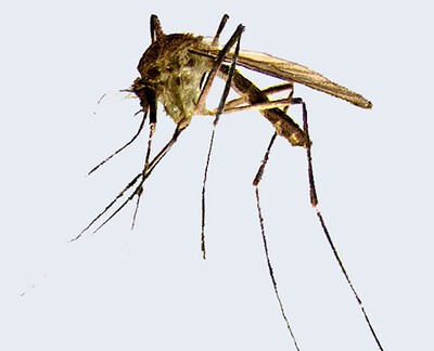 Zancudo (Culex coronator) - Picture Insect