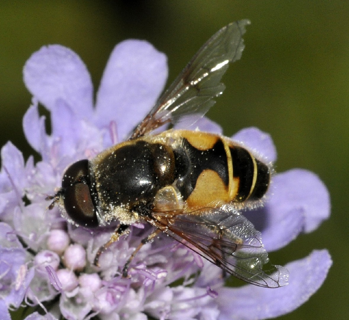 Eristalis lineata (Eristalis lineata) - Picture Insect