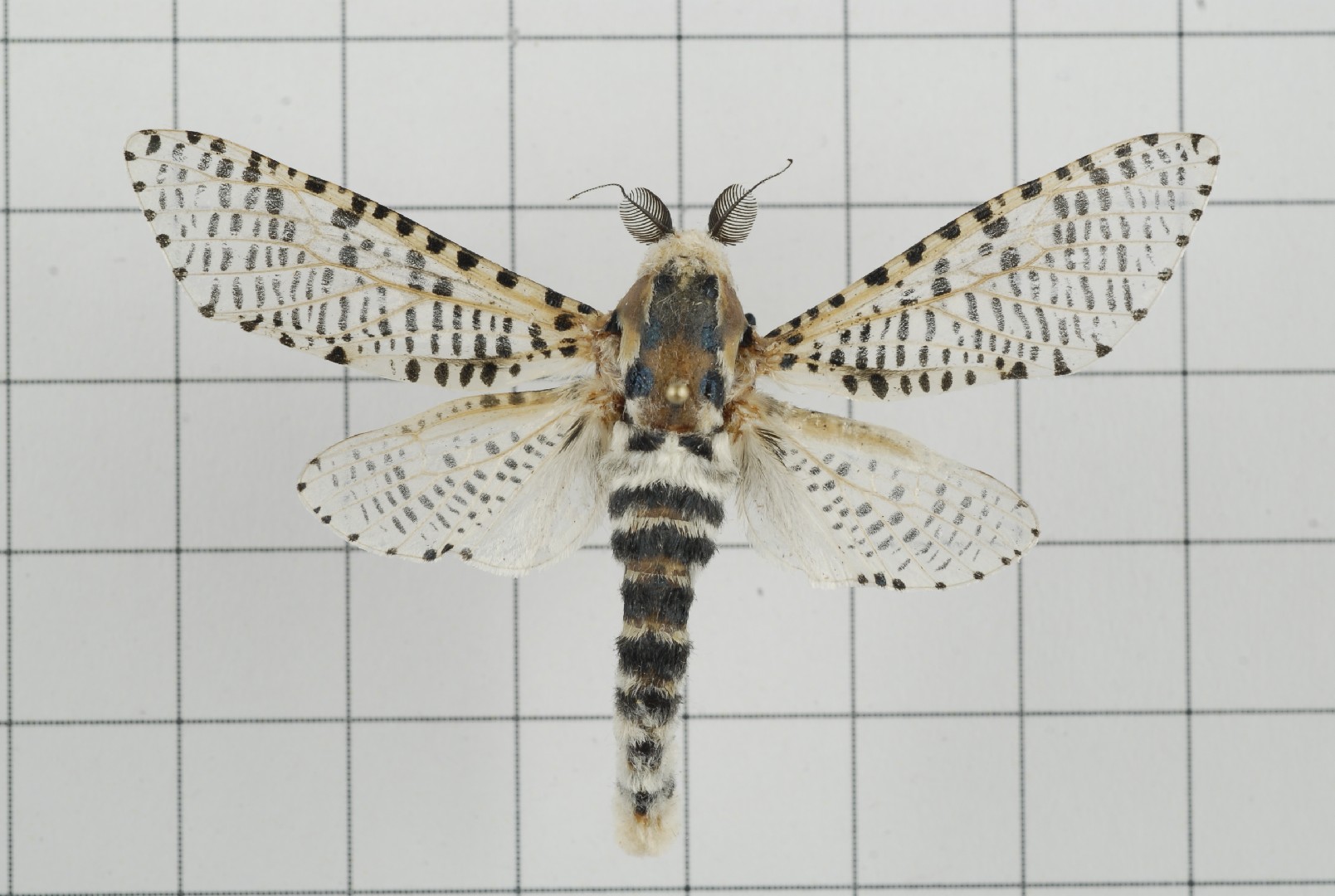 Zeuzera (Zeuzera) - Picture Insect