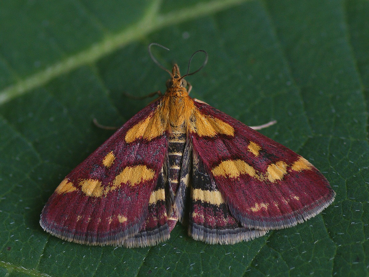 Pyrausta purpuralis (Pyrausta purpuralis) - Picture Insect