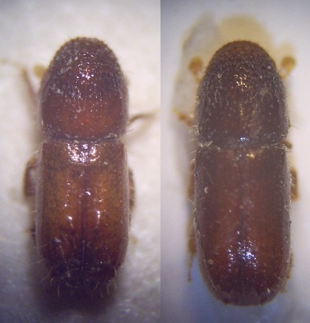 Pityogenes (Pityogenes) - Picture Insect