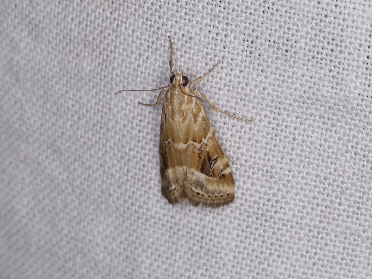 Hellula hydralis (Hellula hydralis) - Picture Insect