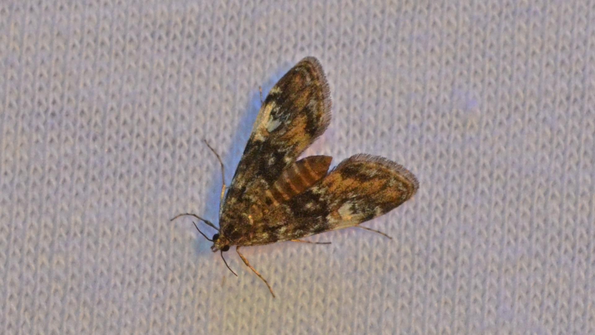 Synclita (Synclita) - Picture Insect