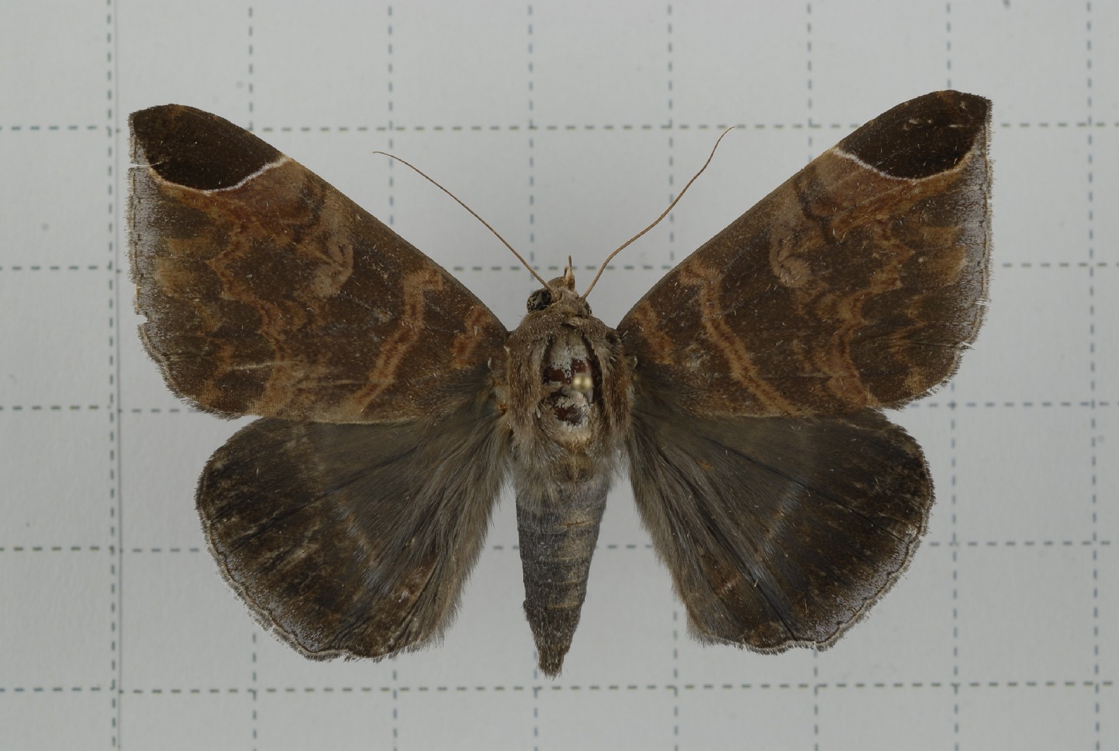 Pindara (Pindara) - Picture Insect