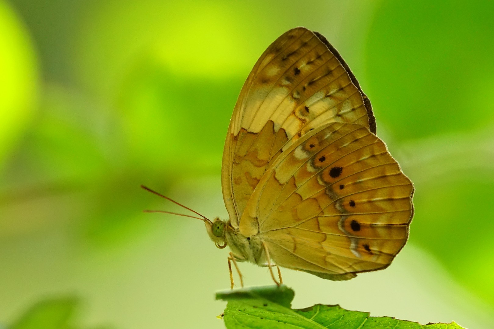 Cupha (Cupha) - Picture Insect