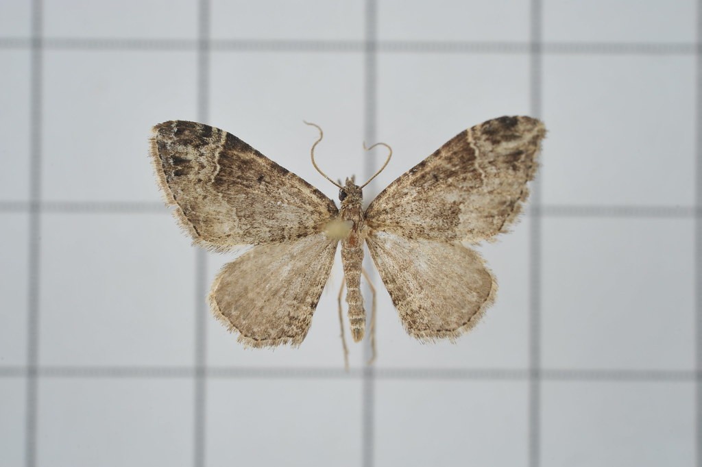 Xanthorhoe saturata (Xanthorhoe saturata) - Picture Insect