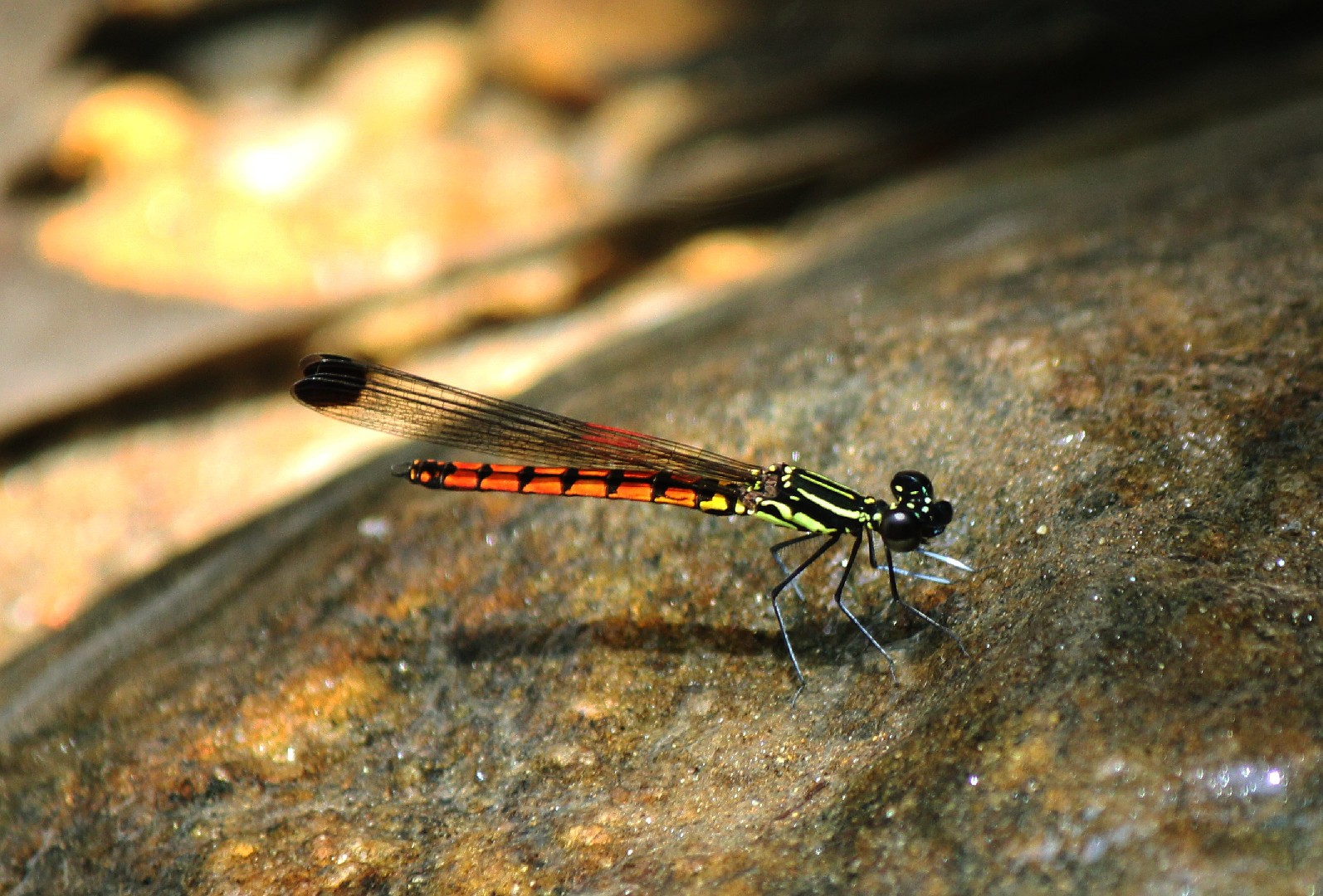 Libellago (Libellago) - Picture Insect