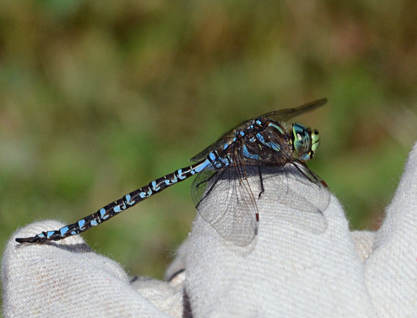 Aeshna eremita (Aeshna eremita) - Picture Insect