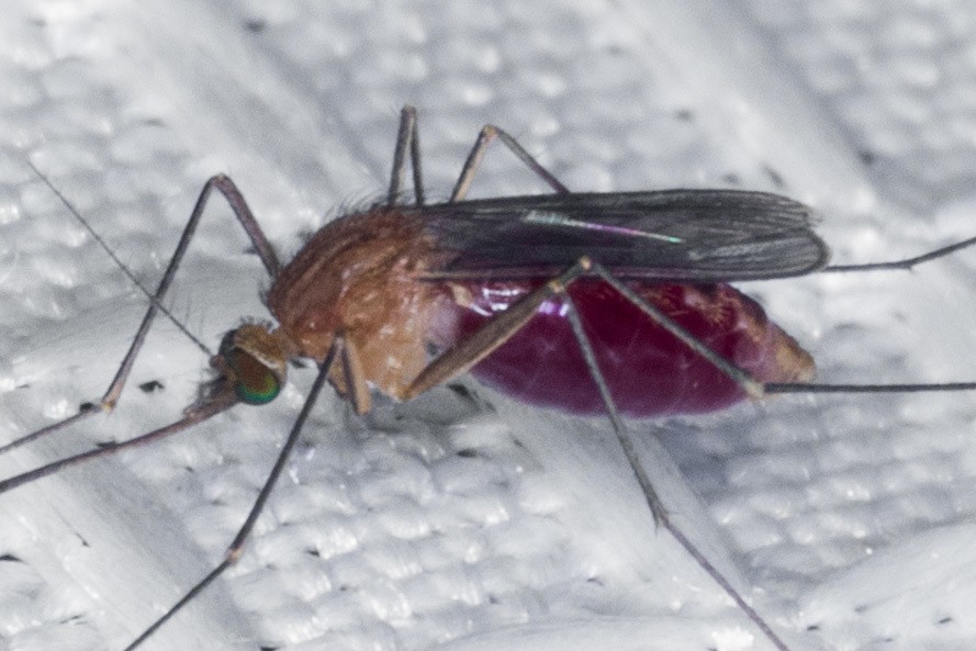 Culex erythrothorax (Culex erythrothorax) - Picture Insect