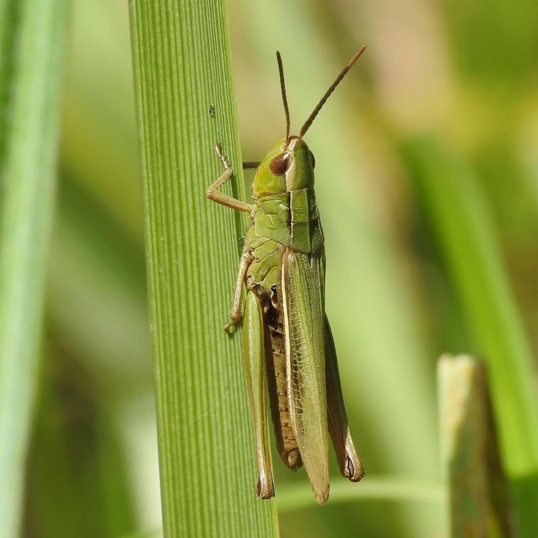 Criquet des pâtures (Pseudochorthippus parallelus) - Picture Insect