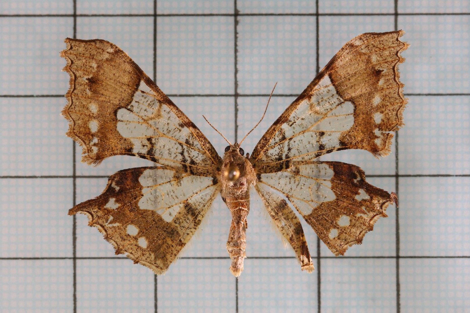 Krananda (Krananda) - Picture Insect