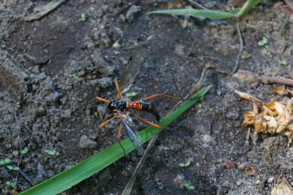 Tanyptera (Tanyptera) - Picture Insect