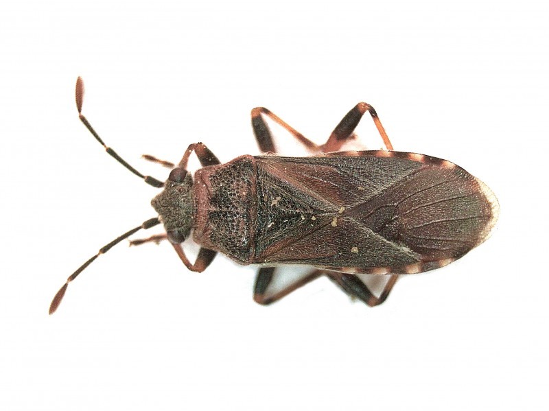 Elm seed bug (Arocatus melanocephalus) - Picture Insect