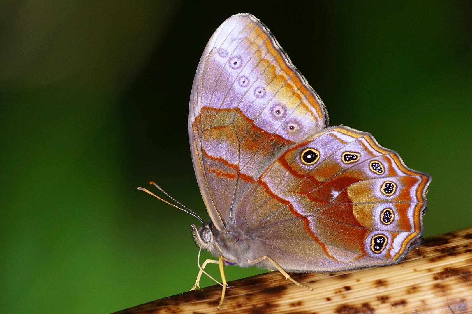 Lethe (Lethe) - Picture Insect