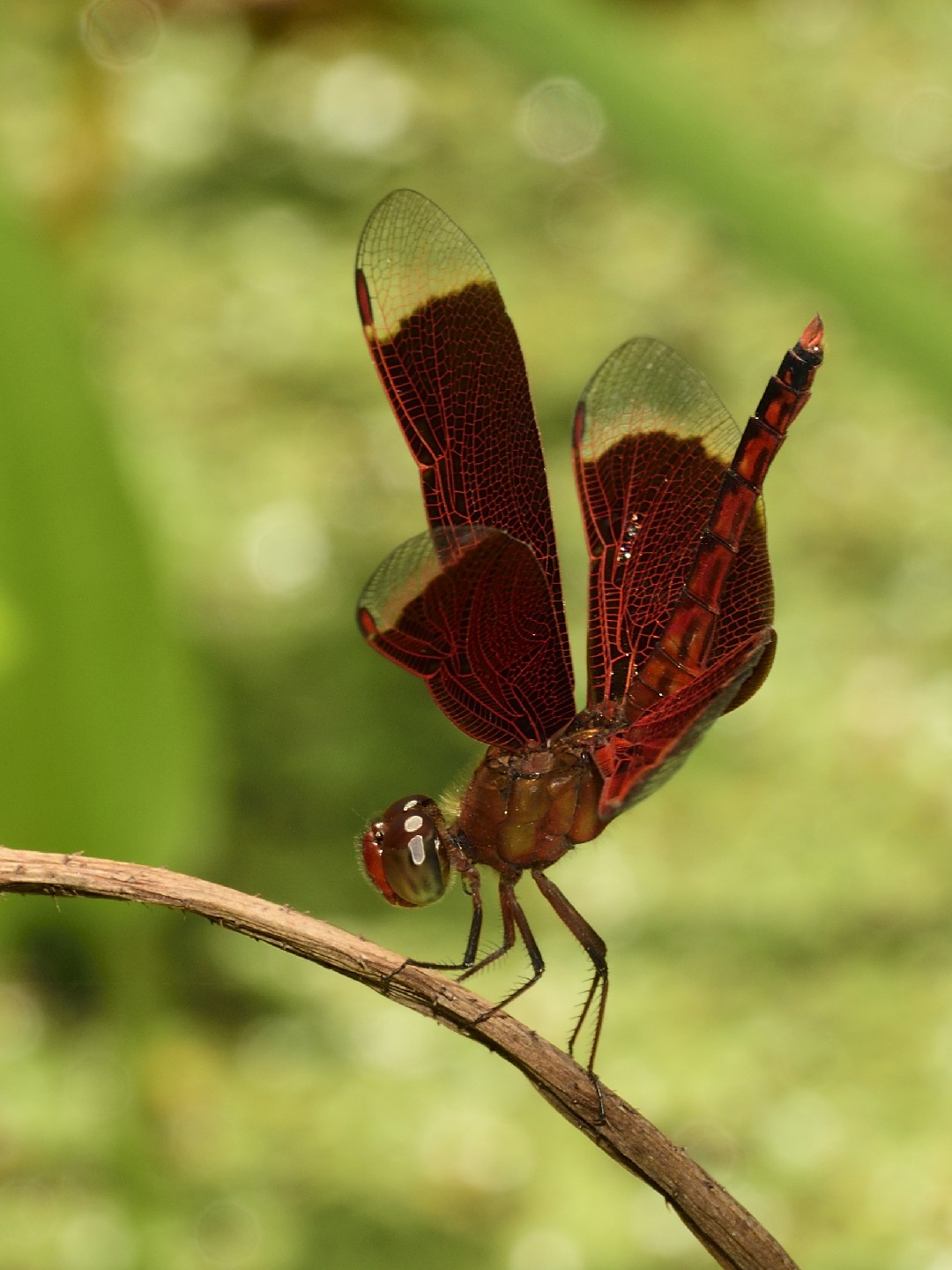 Neurothemis ramburii (Neurothemis ramburii) - Picture Insect