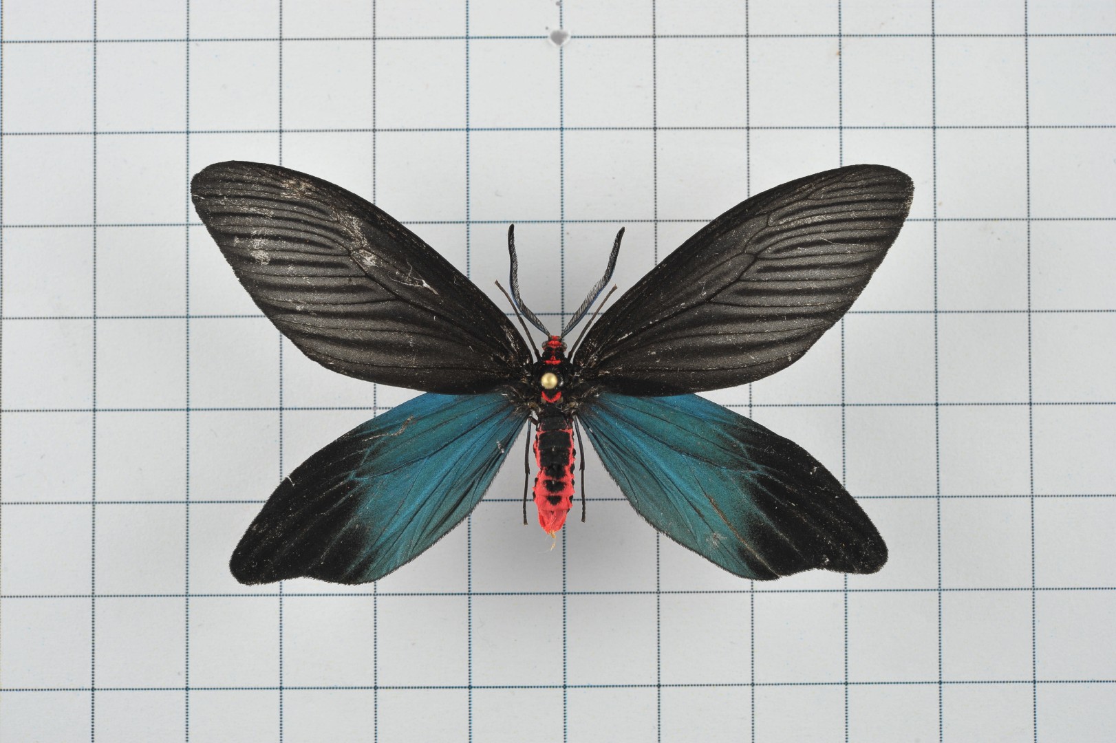 Histia (Histia) - Picture Insect